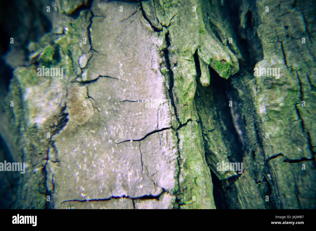 Bark of Pine Tree in the Ukrainian Forest Stock Photo - Alamy