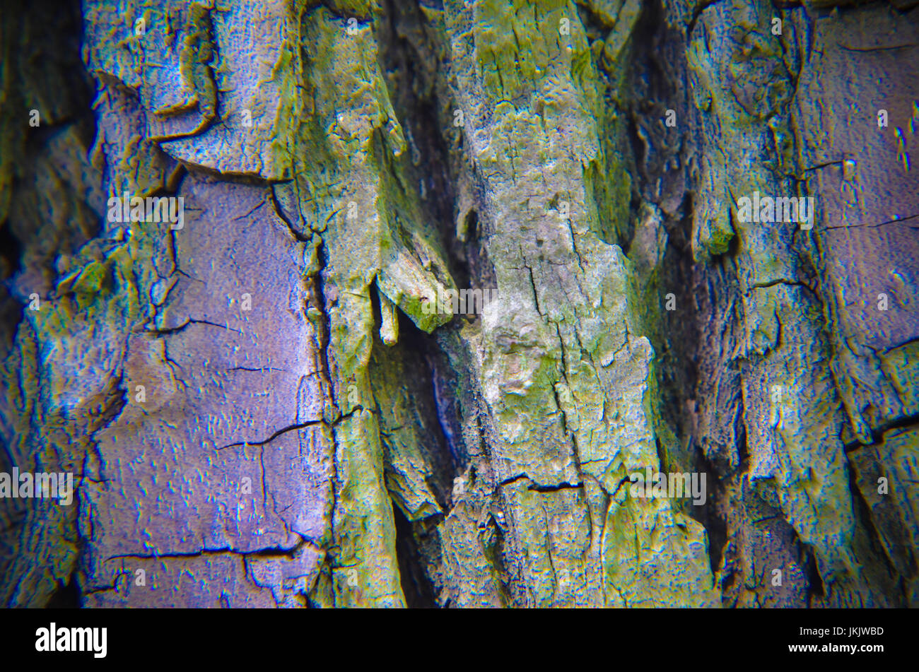 Bark of Pine Tree in the Ukrainian Forest Stock Photo - Alamy