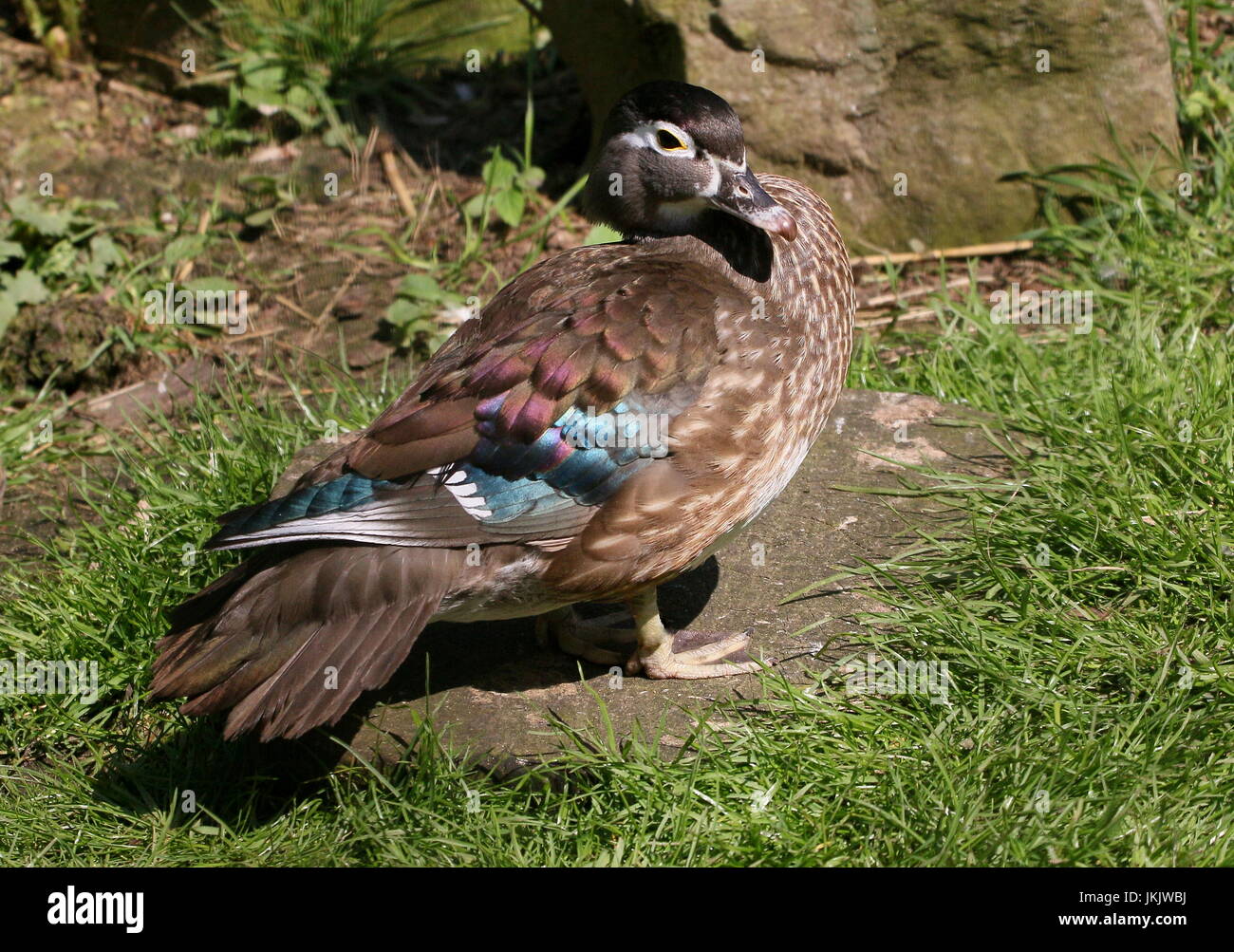 Female North American Wood duck or Carolina duck (Aix sponsa Stock ...