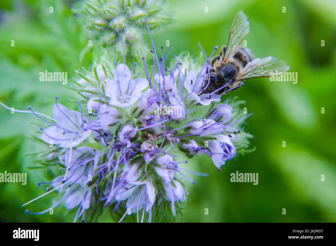 Close-up of phacelia flower phacelia tanacetifolia and humble bee ...