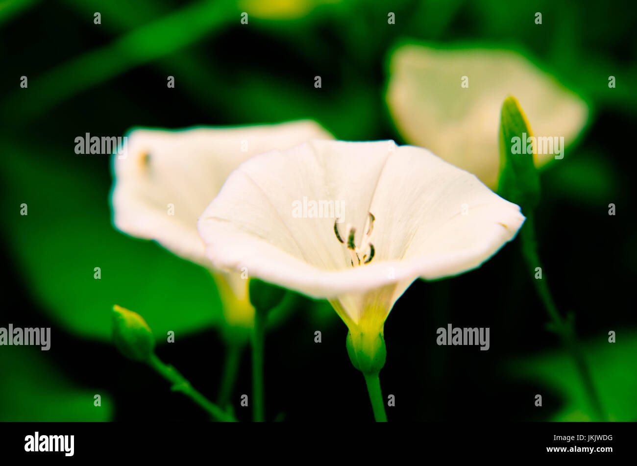 beautiful white convolvulus flowers in a garden closeup Stock Photo - Alamy