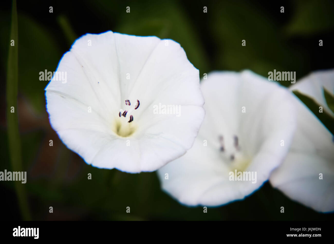 beautiful white convolvulus flowers in a garden closeup Stock Photo - Alamy