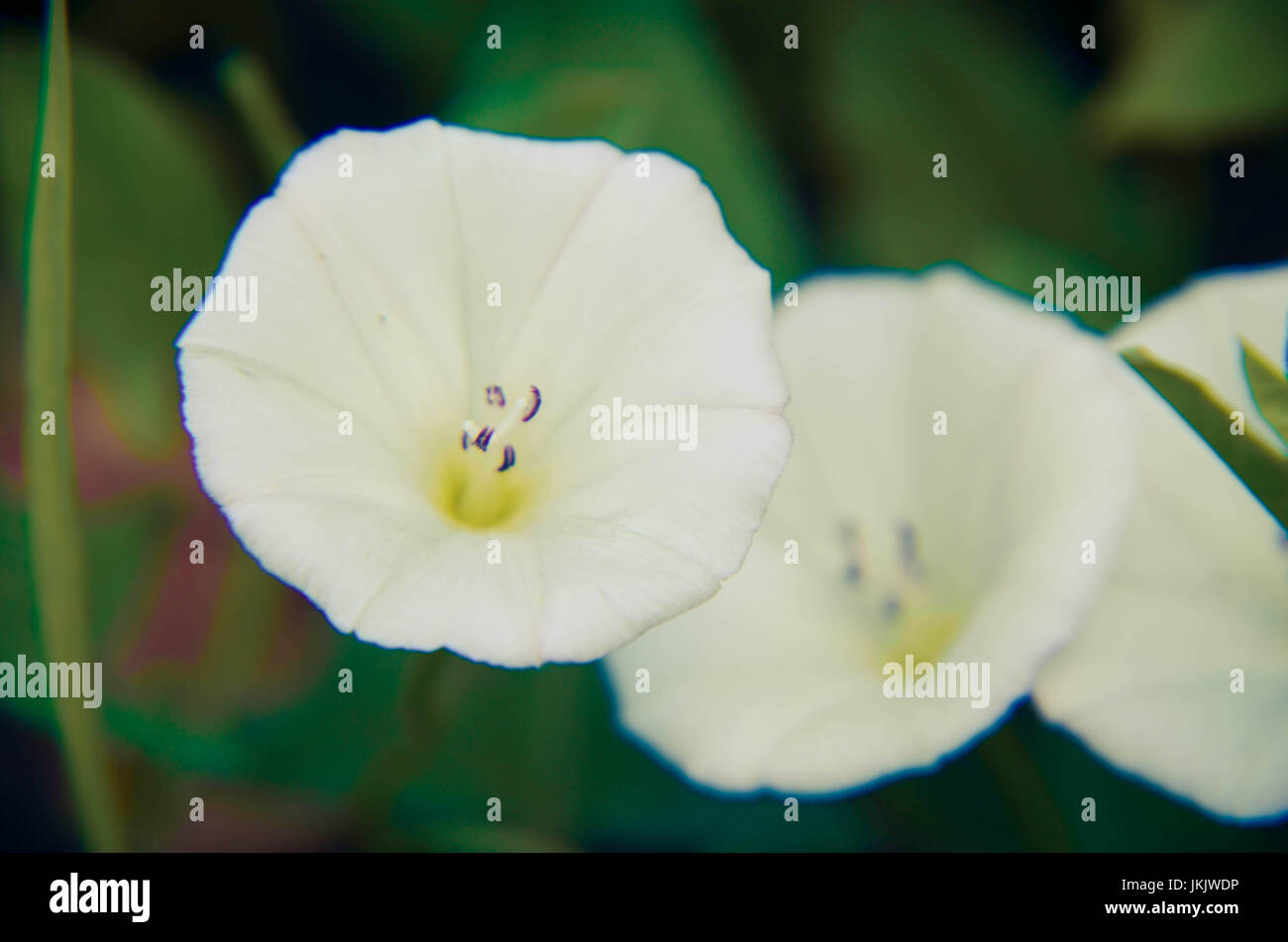 beautiful white convolvulus flowers in a garden closeup Stock Photo - Alamy