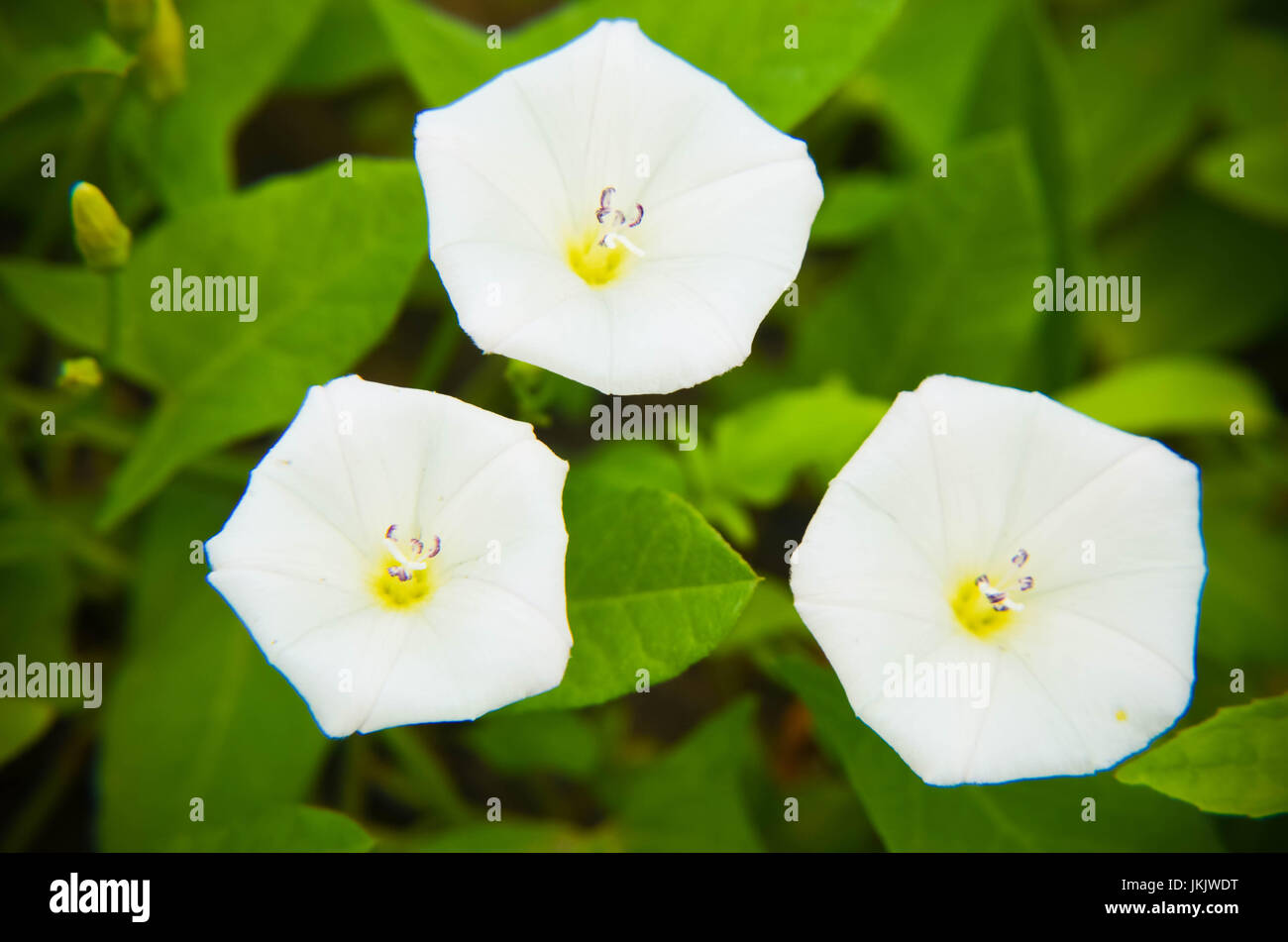beautiful white convolvulus flowers in a garden closeup Stock Photo - Alamy