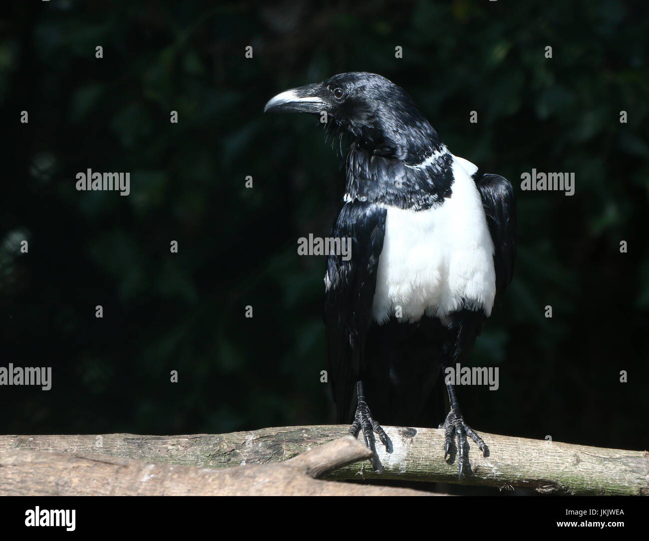 Witborstraaf hi-res stock photography and images - Alamy