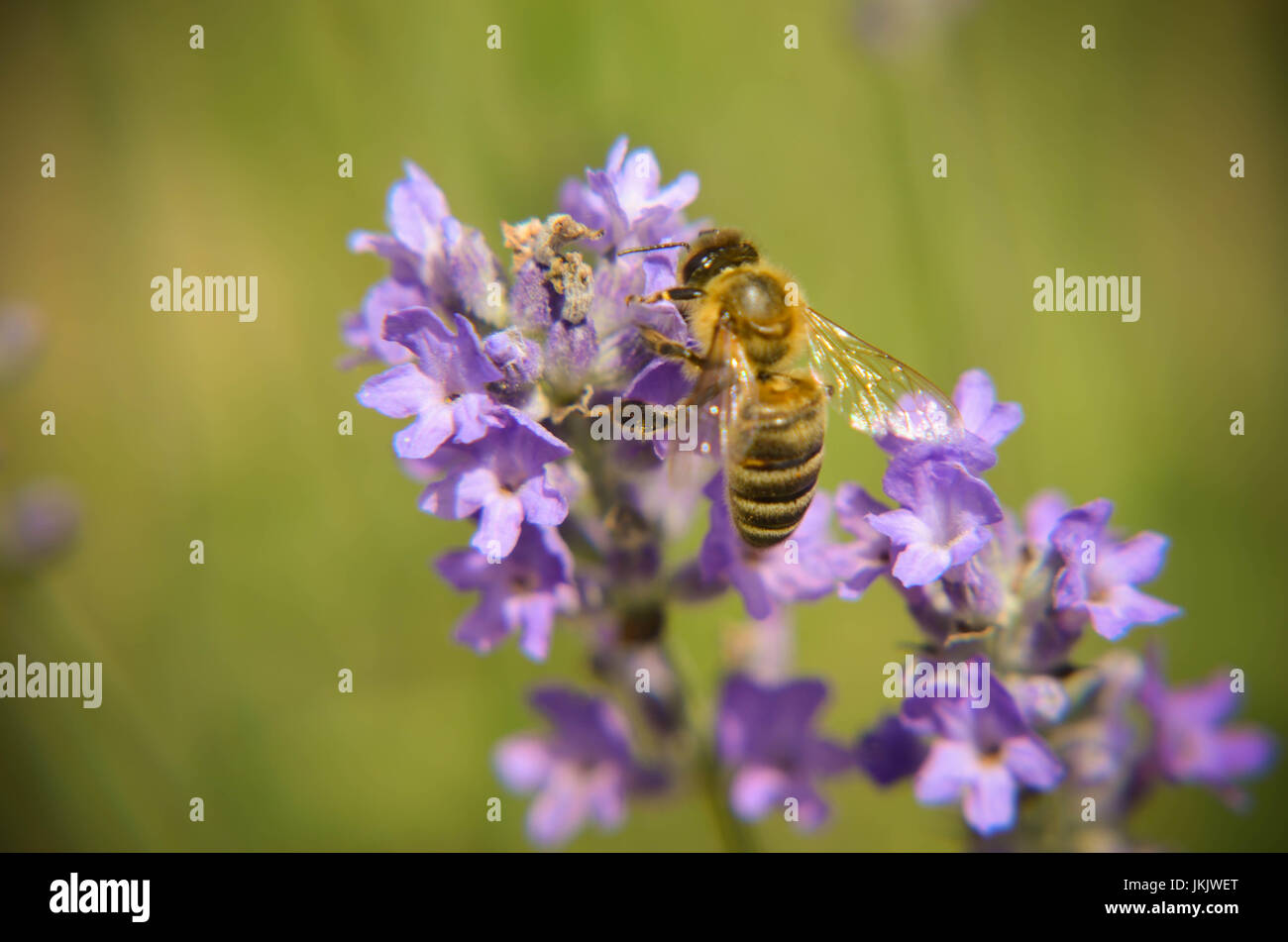Bumblebee lavender flower and bee closeup photo Stock Photo - Alamy