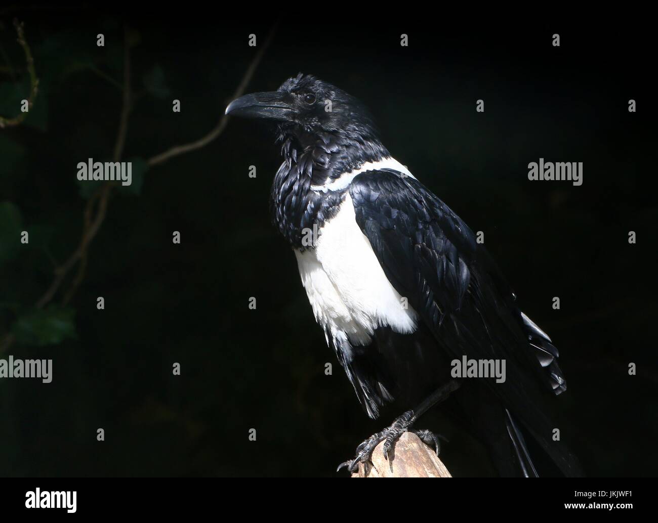 African Pied crow (Corvus albus), a small crow-sized raven native to ...