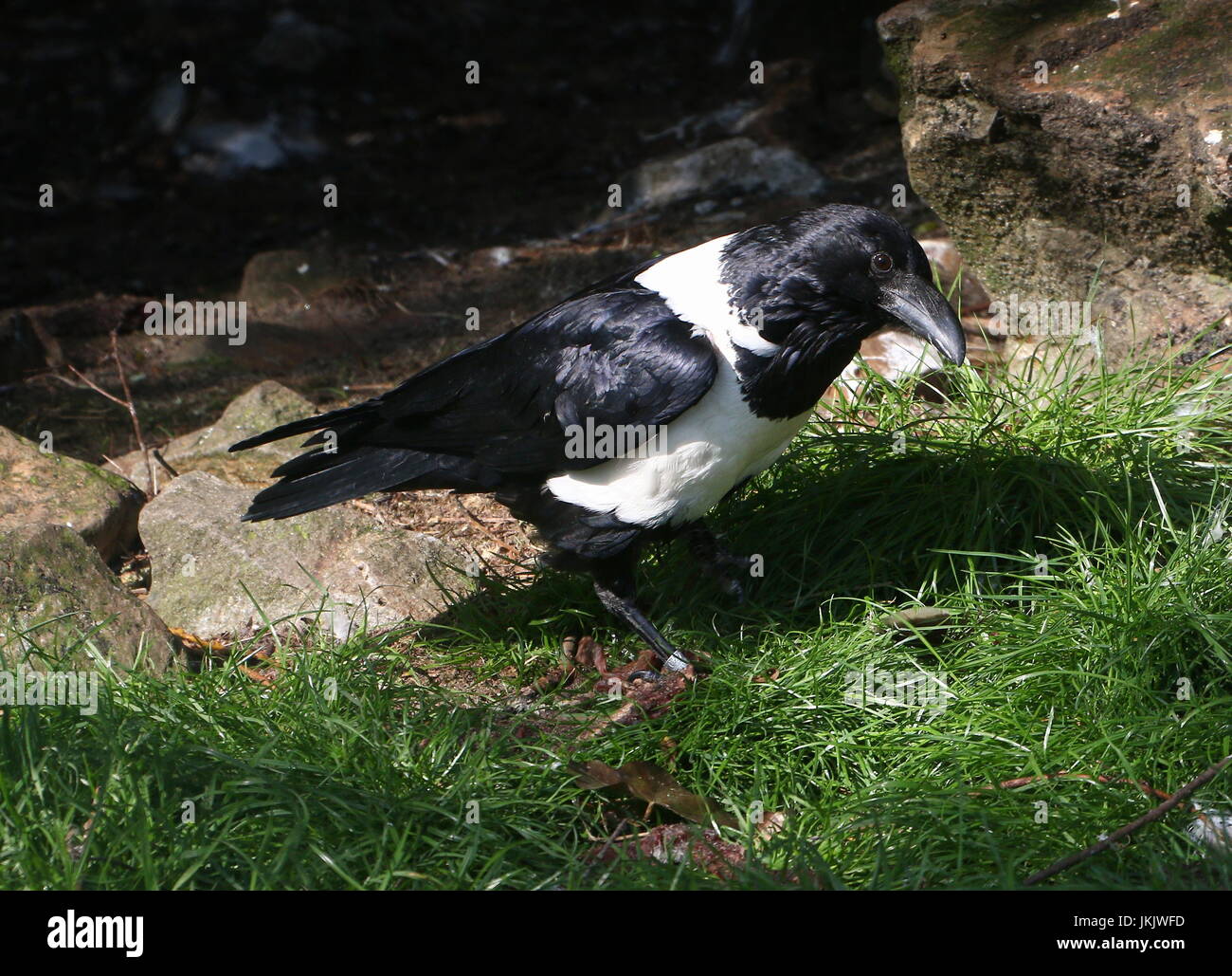 Afrikaanse schildraaf hi-res stock photography and images - Alamy