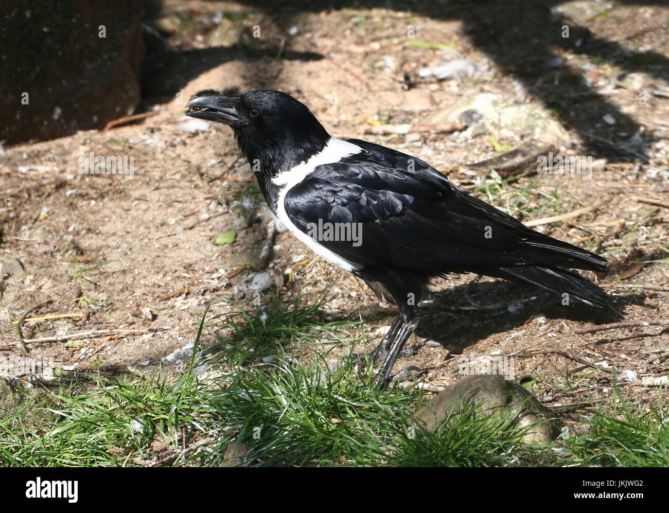 African Pied crow (Corvus albus), a small crow-sized raven native to ...