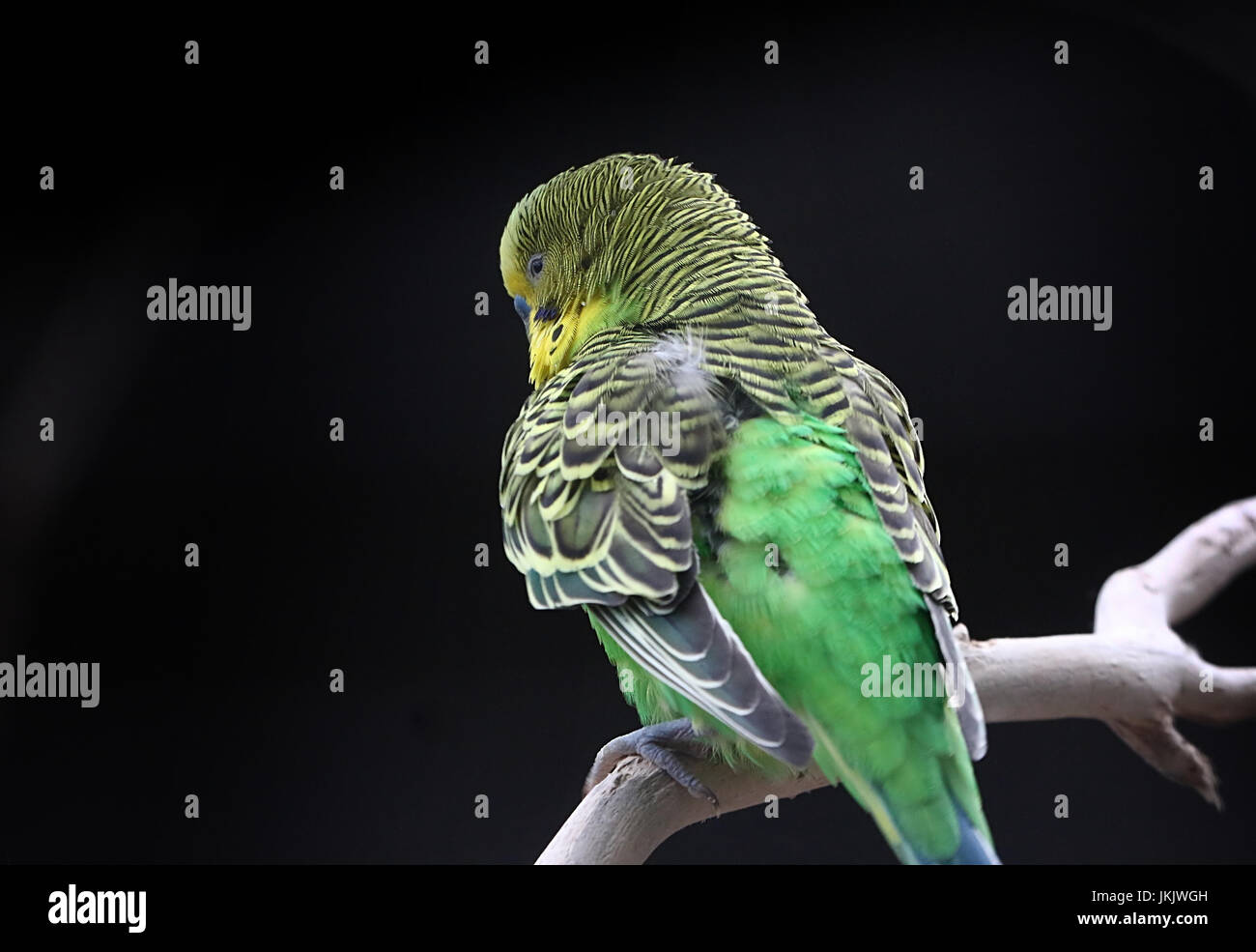 Australian Budgerigar Parakeet (Melopsittacus undulatus) in closeup ...