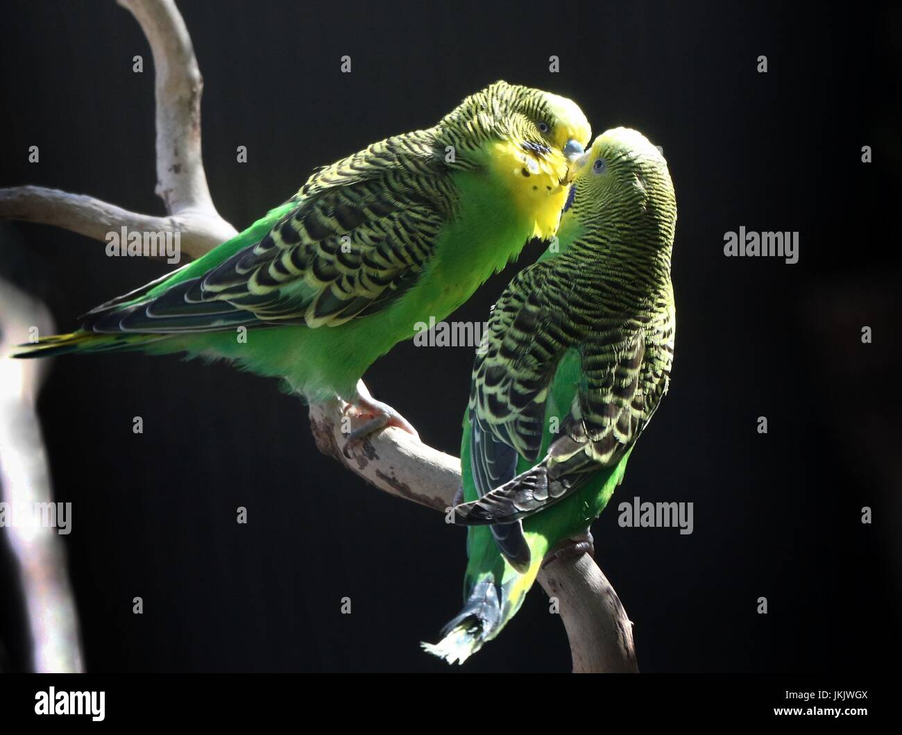 Male and female parakeets hi-res stock photography and images - Alamy