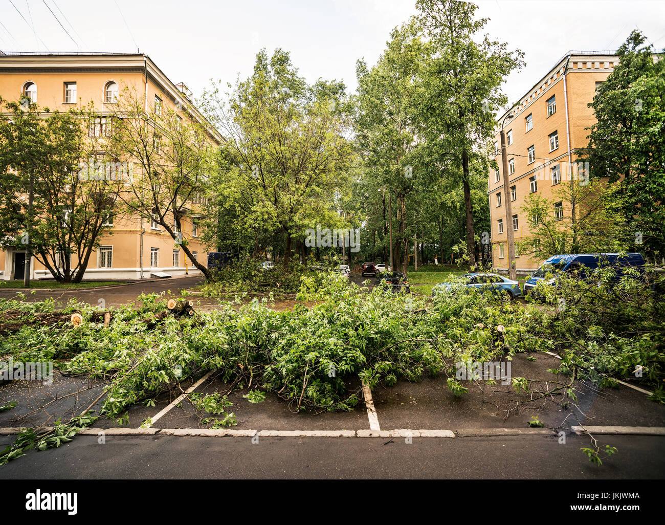 Windfall trees hi-res stock photography and images - Alamy