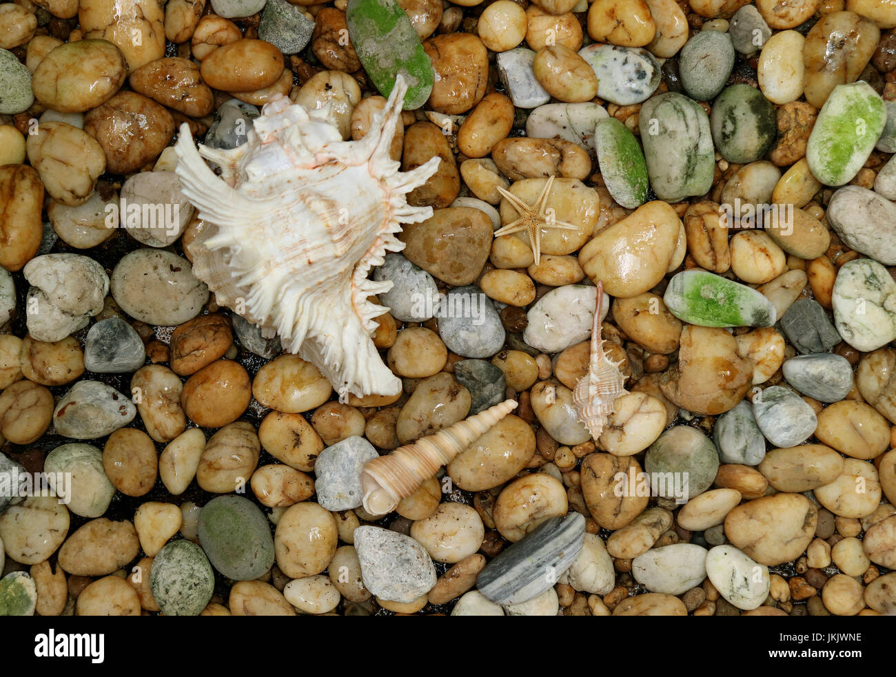 Natural Murex Ramosus shell with another small seashells scattered on ...