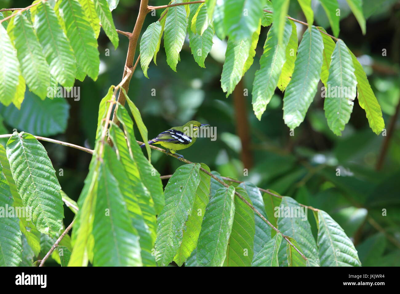 Aegithina viridissima hi-res stock photography and images - Alamy
