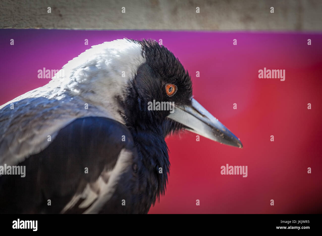 Portrait closeup of Australian Magpie on blurred red background Stock ...