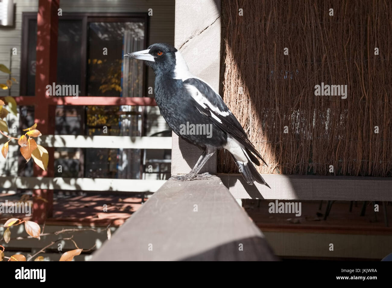 Australian native magpie hi-res stock photography and images - Alamy