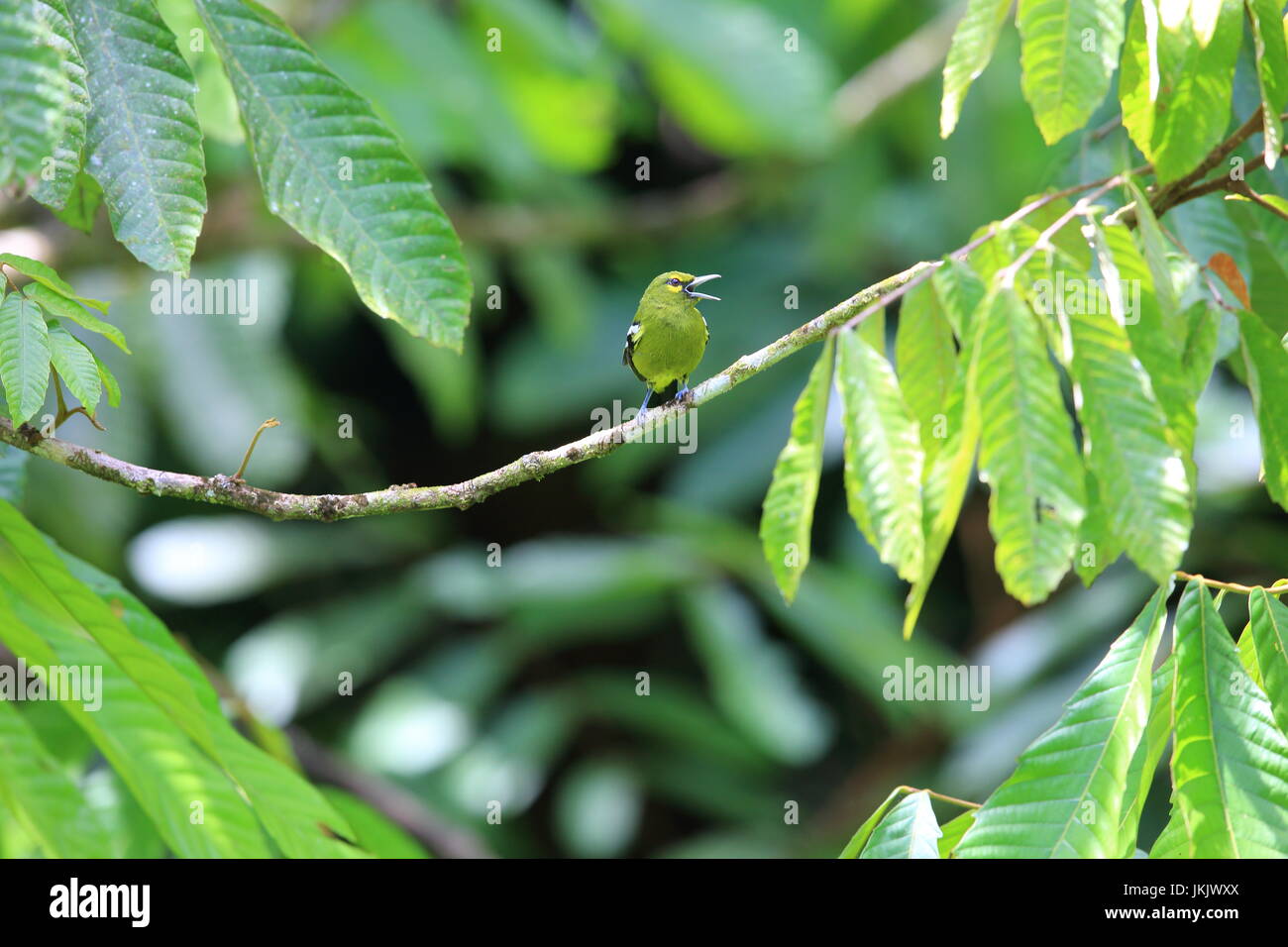Aegithina viridissima hi-res stock photography and images - Alamy