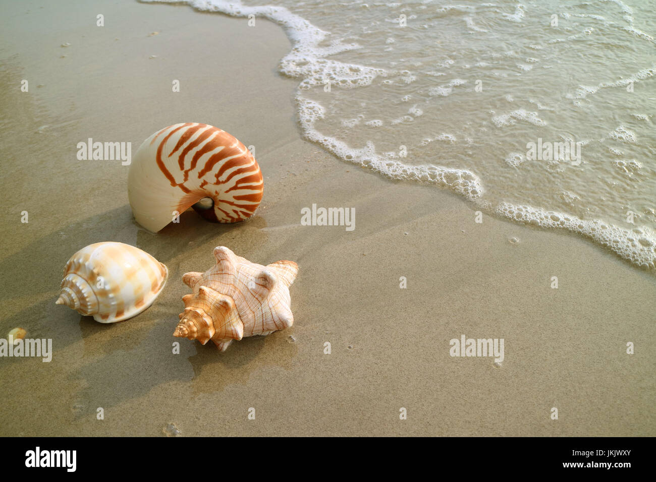 Three types of natural seashells on the sand beach approaching by wave ...