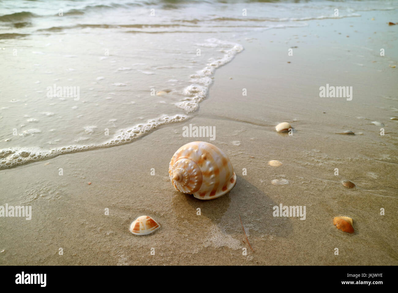 Scotch Bonnet Seashell with another small seashells on the beach ...