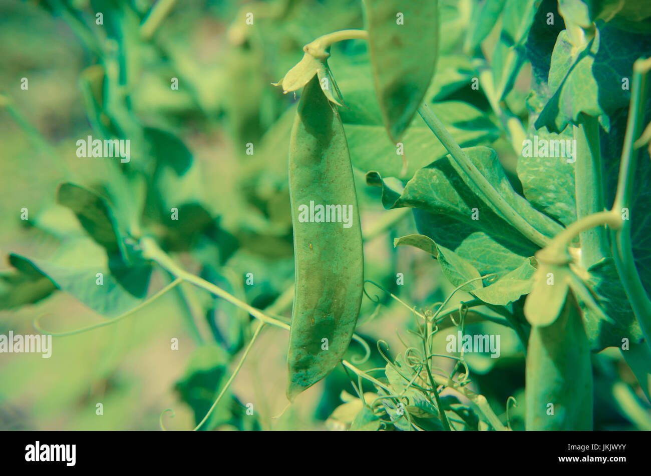 ripe snap pea plant ready for picking closeup Stock Photo - Alamy