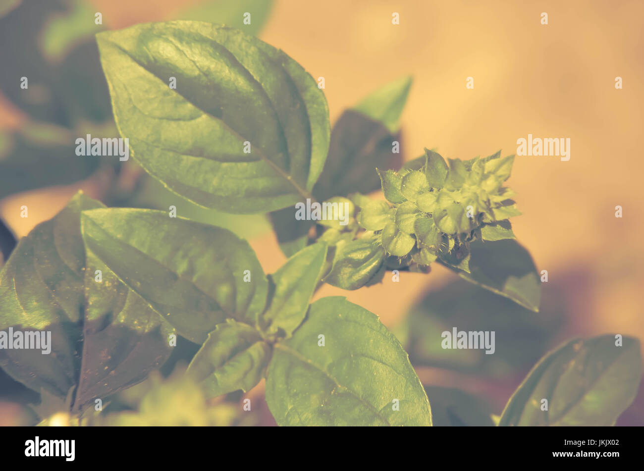 Basil plants at an organic farm, Fresh Sweet Basil plant growth in the ...