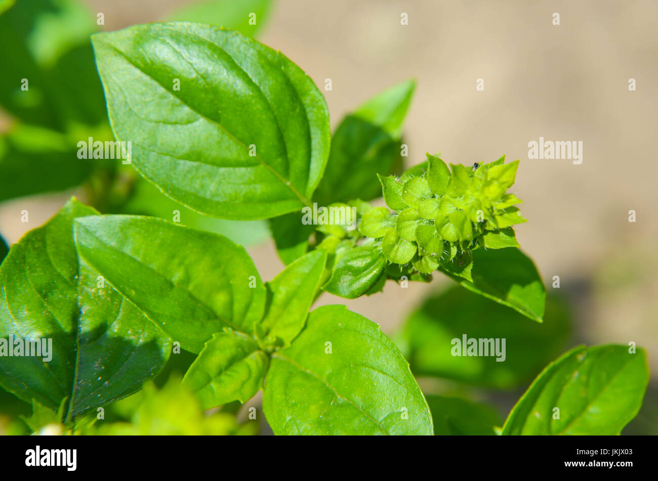 Basil plants at an organic farm, Fresh Sweet Basil plant growth in the ...