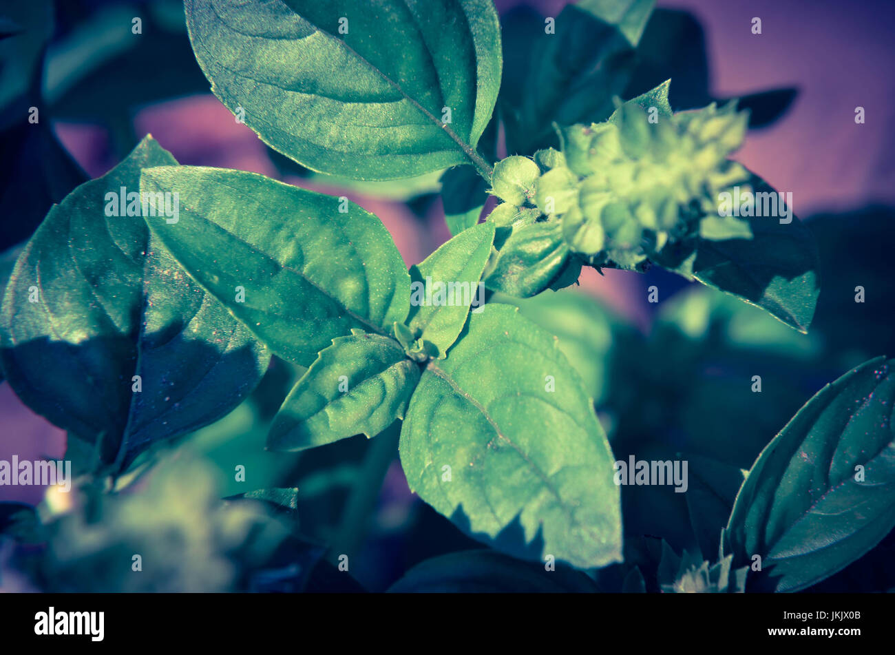 Basil plants at an organic farm, Fresh Sweet Basil plant growth in the ...