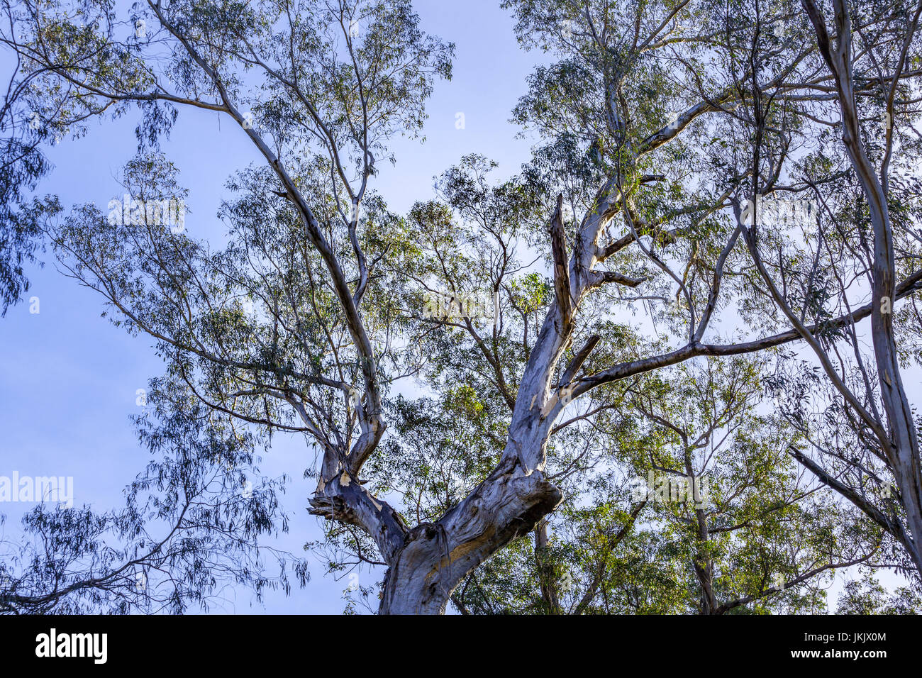 Australian native blue gum tree looking up at the sky Stock Photo - Alamy