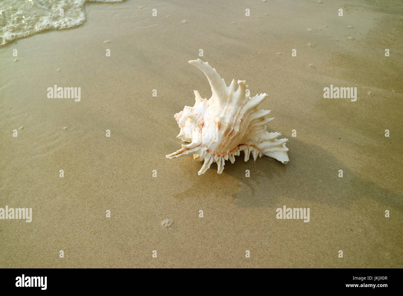 One Murex Ramosus or Branched Murex Seashell on the Beach of Thailand ...