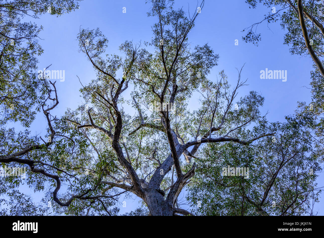 Australian native trees hi-res stock photography and images - Alamy