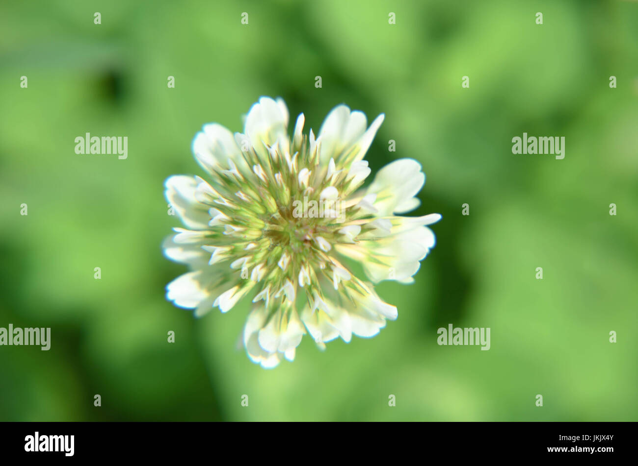 White Dutch clover Trifolium repens. Flower of the clover. Trifolium ...
