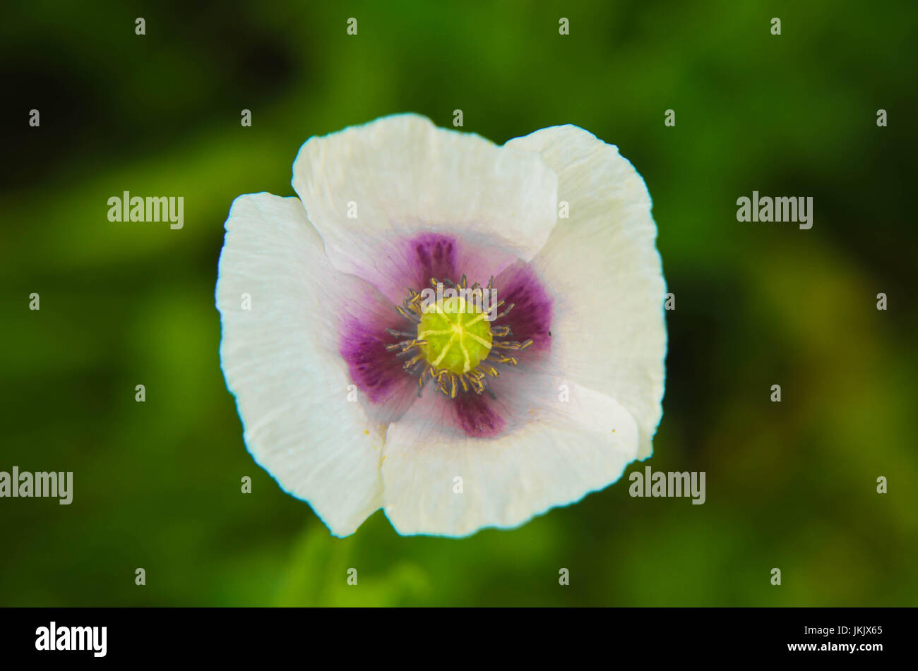 Closeup of white poppy with violet color in the middle, natural ...