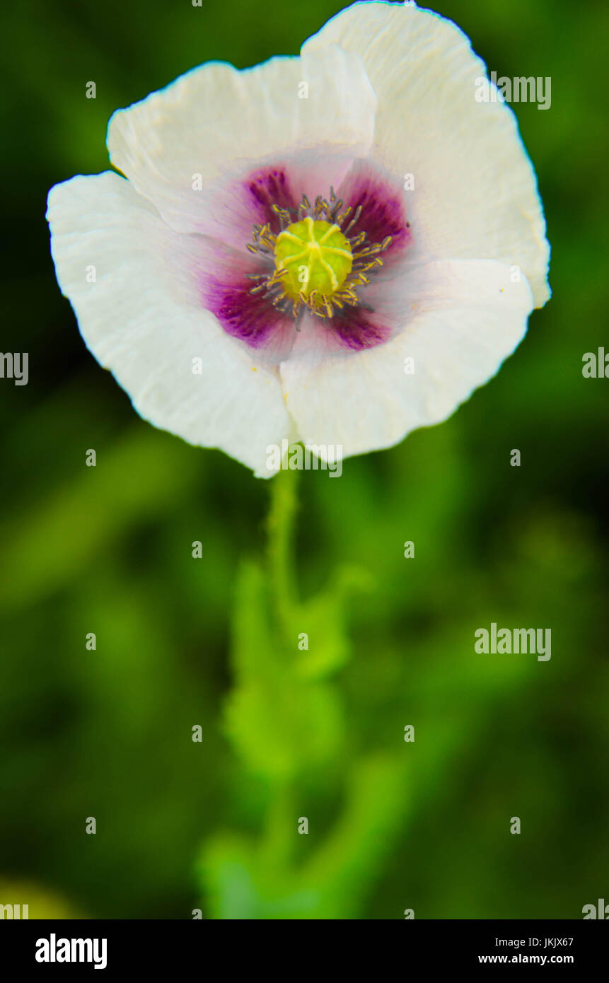 Closeup of white poppy with violet color in the middle, natural ...
