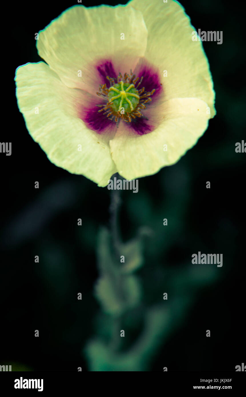 Closeup of white poppy with violet color in the middle, natural ...