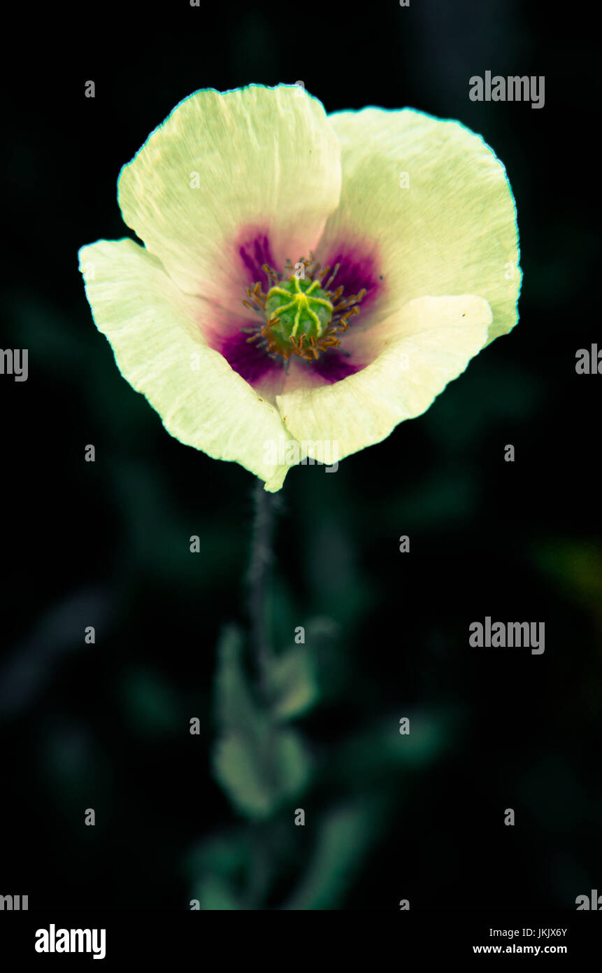 Beautiful violet color poppy hi-res stock photography and images - Alamy