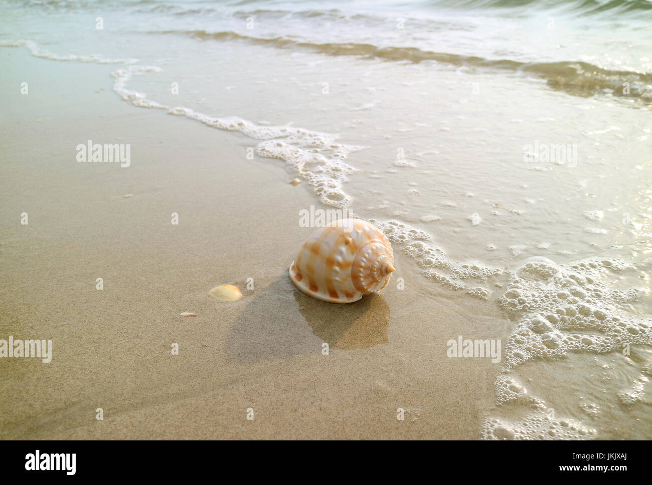 Scotch bonnet shell hi-res stock photography and images - Alamy