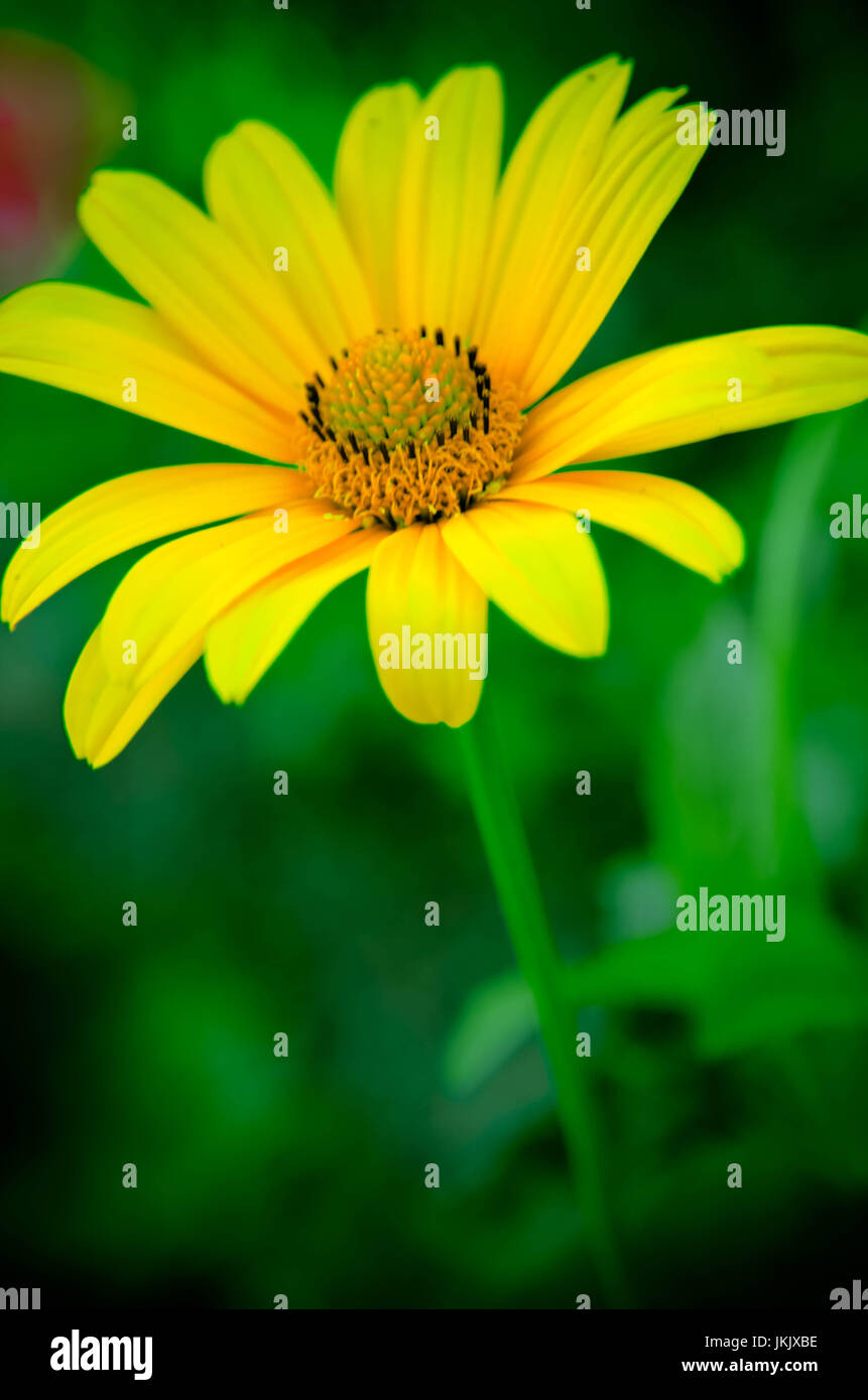 Close up of a yellow daisy flower, natural background Stock Photo - Alamy
