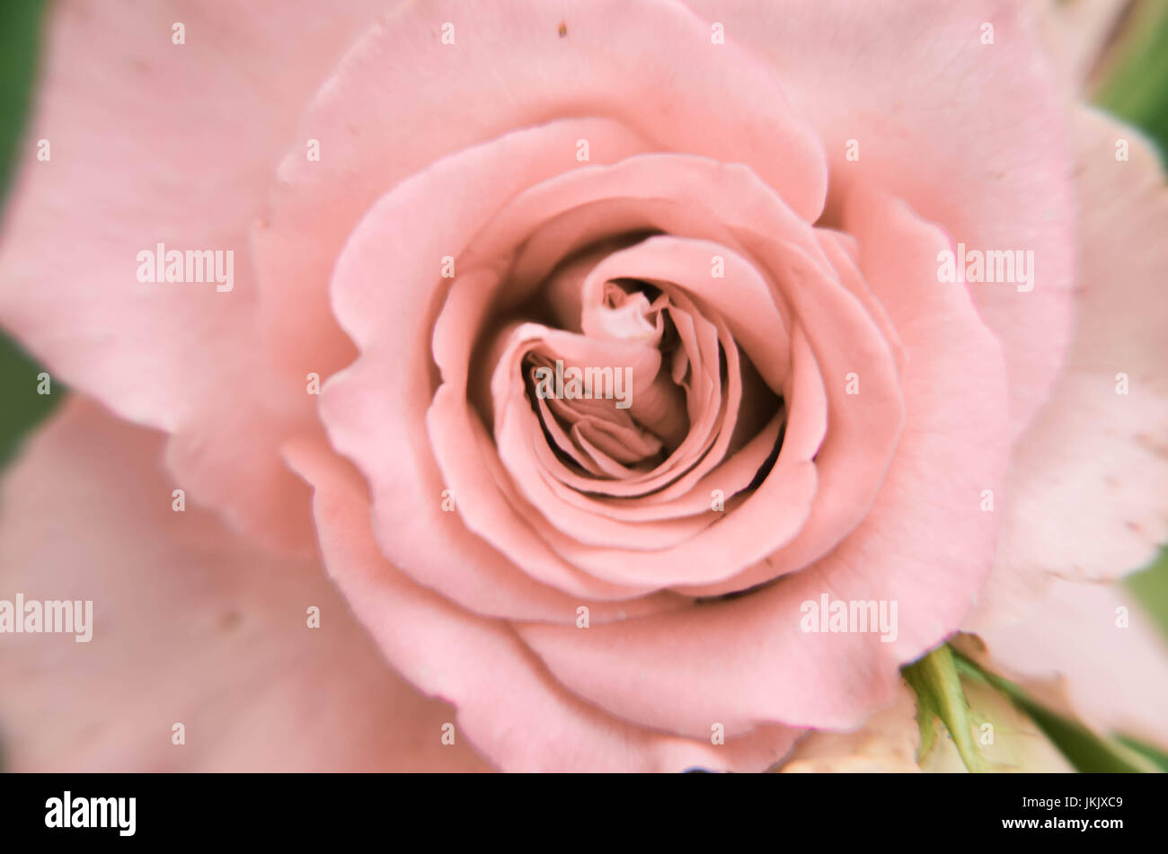 close-up of fresh pink rose flower natural background Stock Photo - Alamy