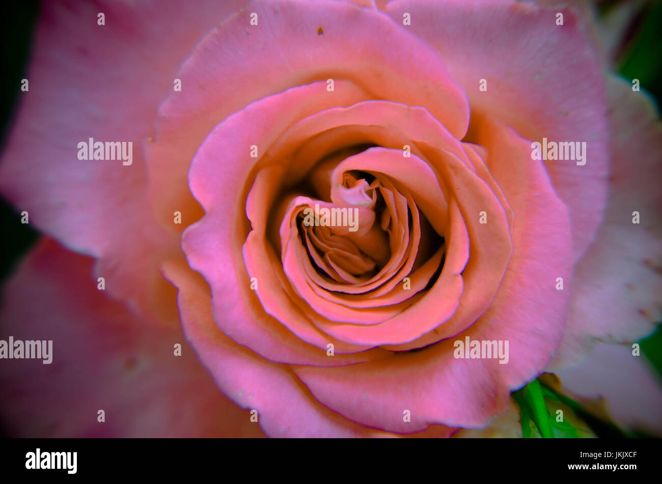 close-up of fresh pink rose flower natural background Stock Photo - Alamy