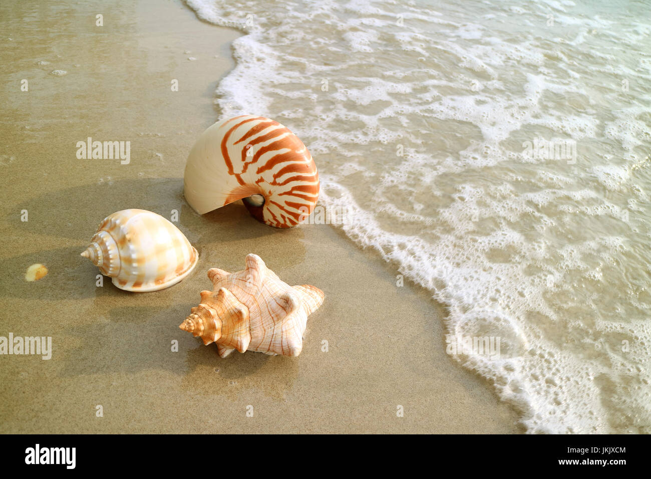 Three natural seashells on the sea shore with wave bubbles, beach of ...