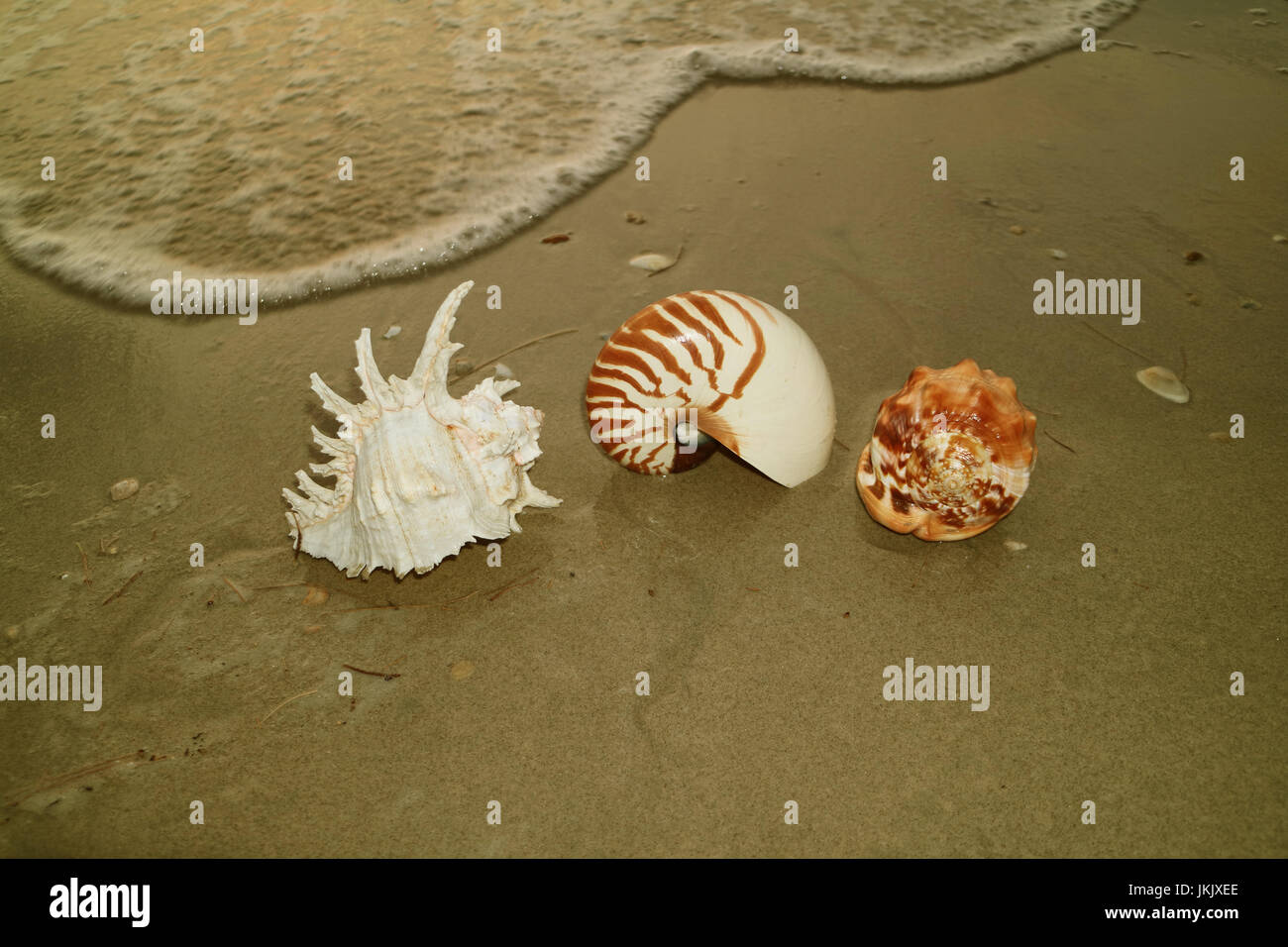 Unique Natural Seashells on the Sea Shore with the swash, Beach of ...