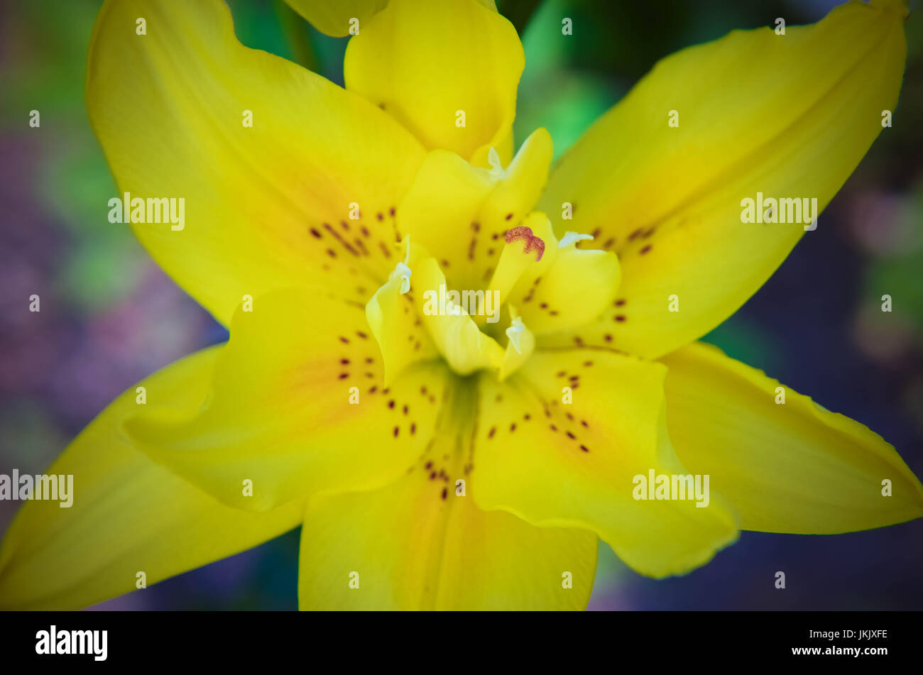 Very beautiful yellow lily hi-res stock photography and images - Alamy