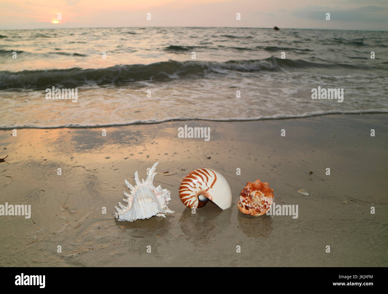 Three types of natural seashells on beautiful sunset beach, Thailand ...
