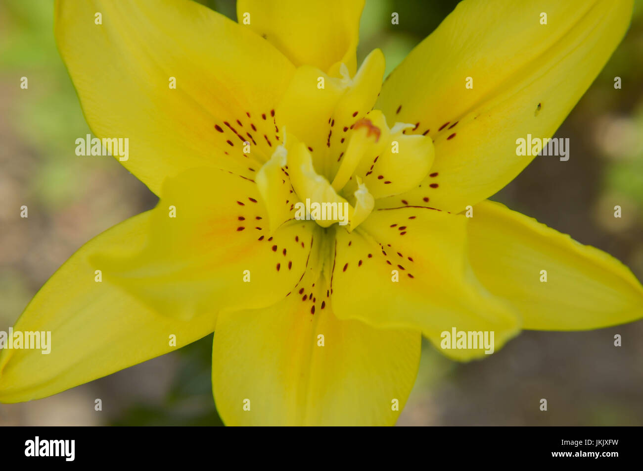 Beautiful yellow lily flower, natural close-up photo Stock Photo - Alamy