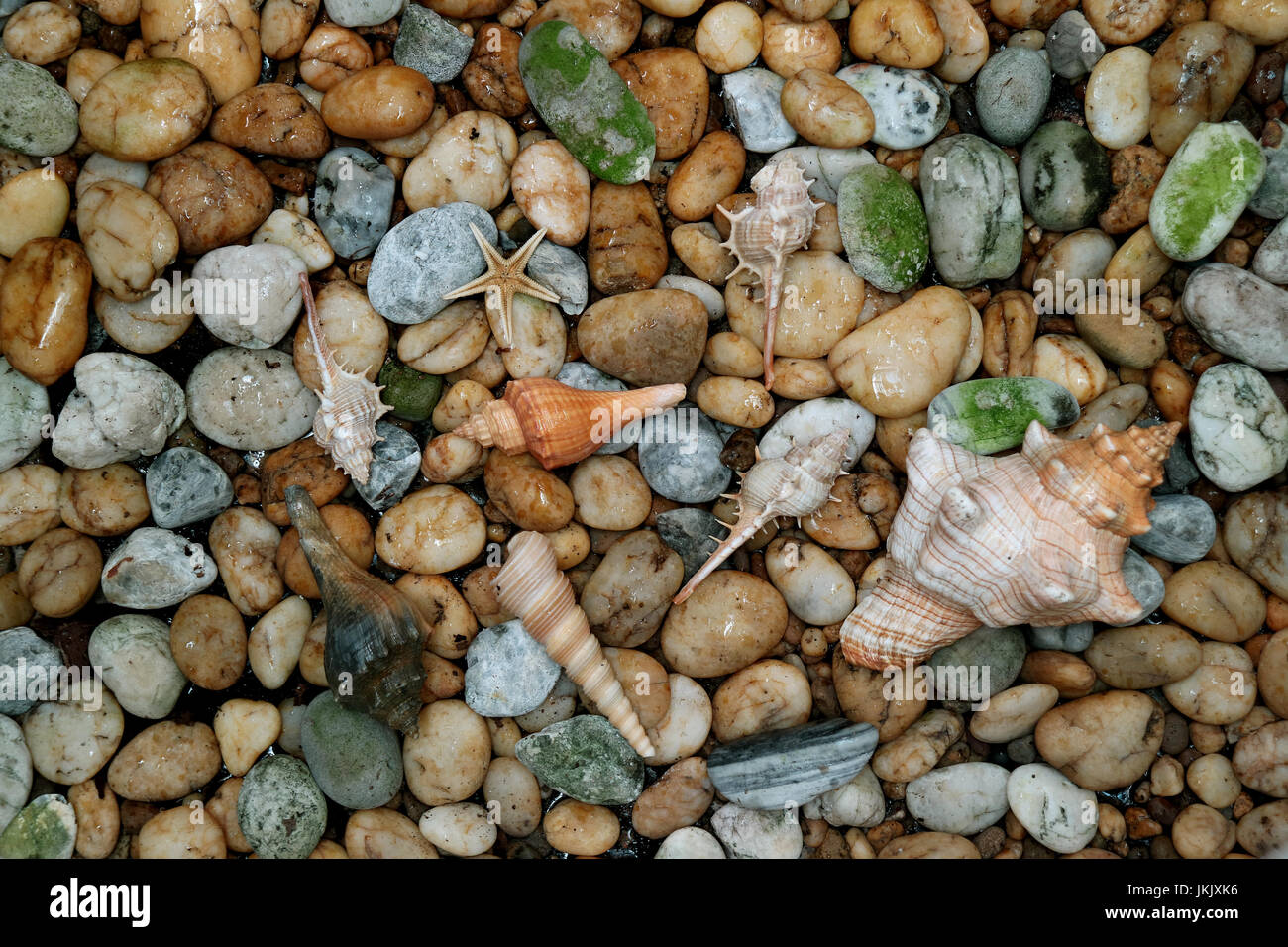 Natural Striped Fox Conch shell with another small seashells scattered ...