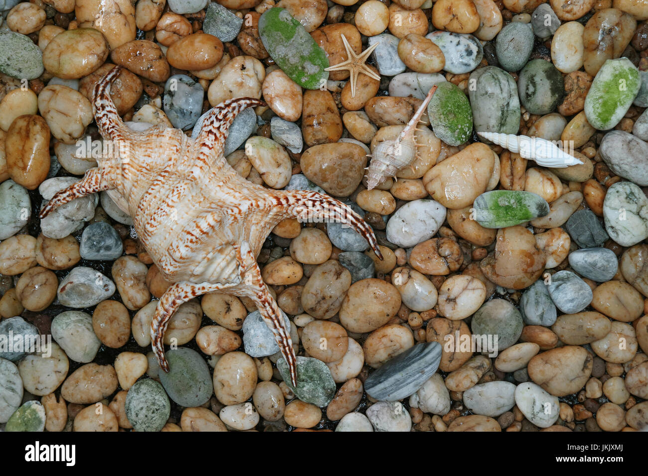 Natural Lambis Chiagra Spider Shell with another small seashells ...