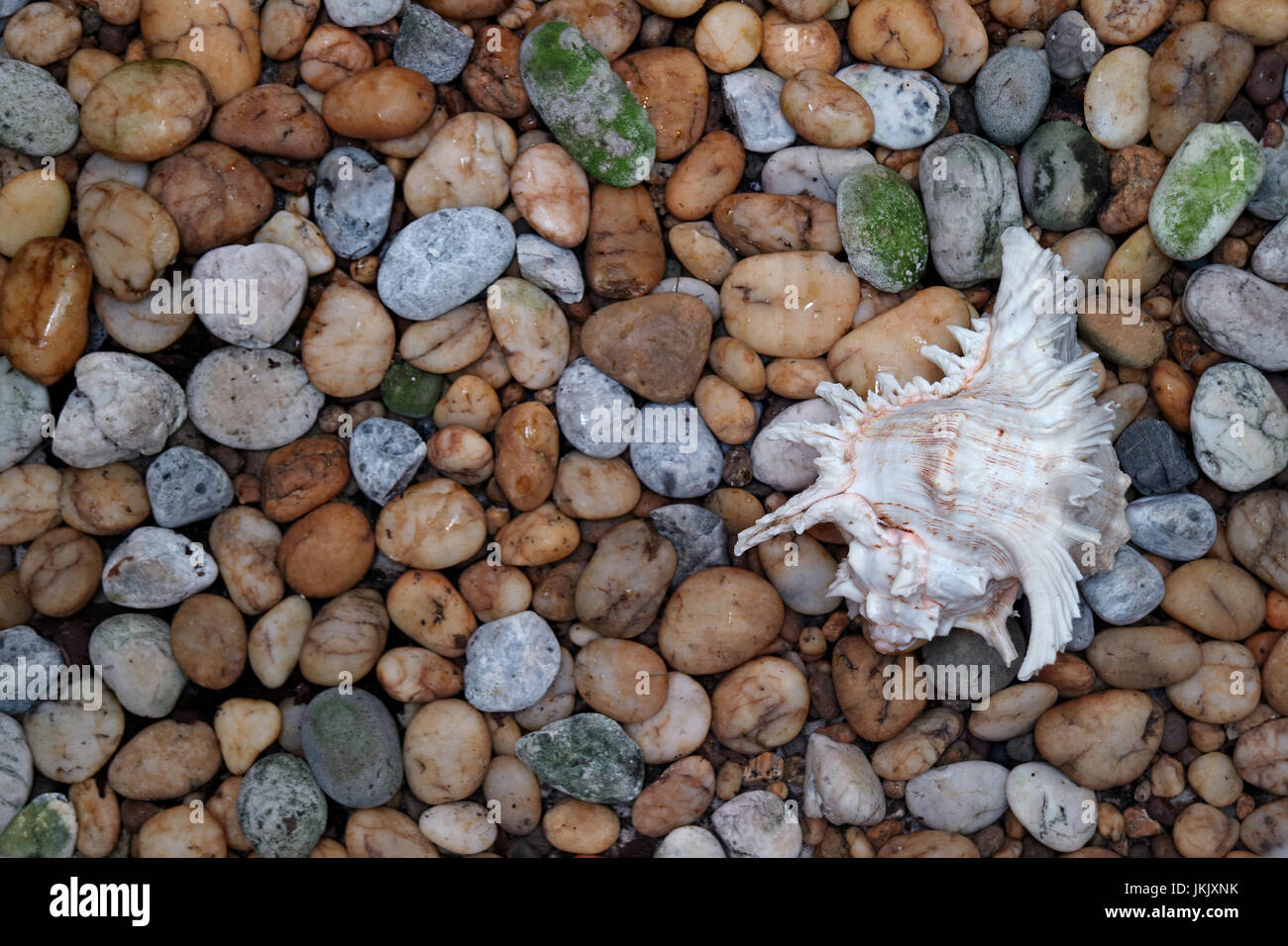 Murex Ramosus Shell High Resolution Stock Photography and Images - Alamy