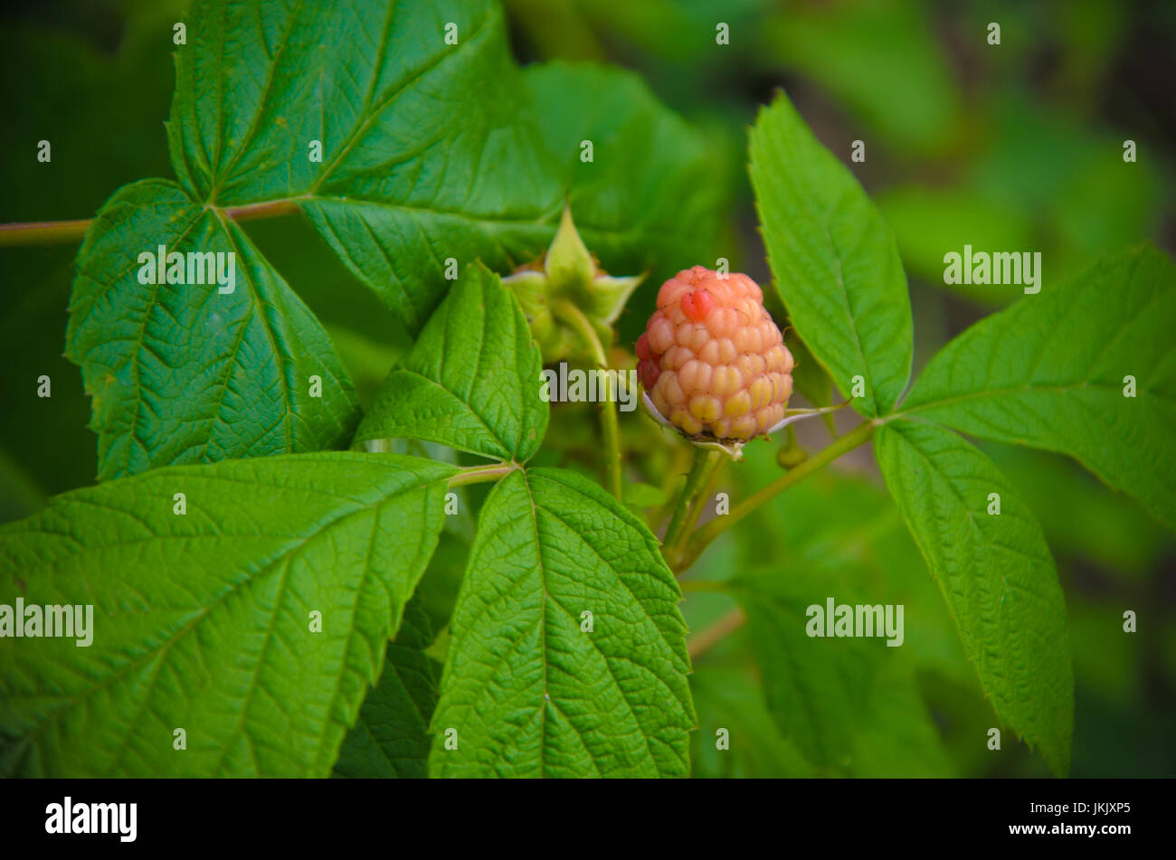 Close-up of the ripe raspberry Stock Photo - Alamy