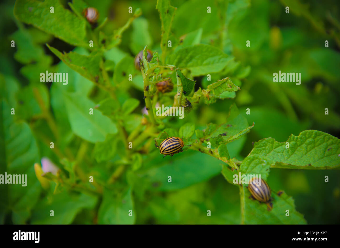 The red colorado beetle's larva feeding Stock Photo - Alamy