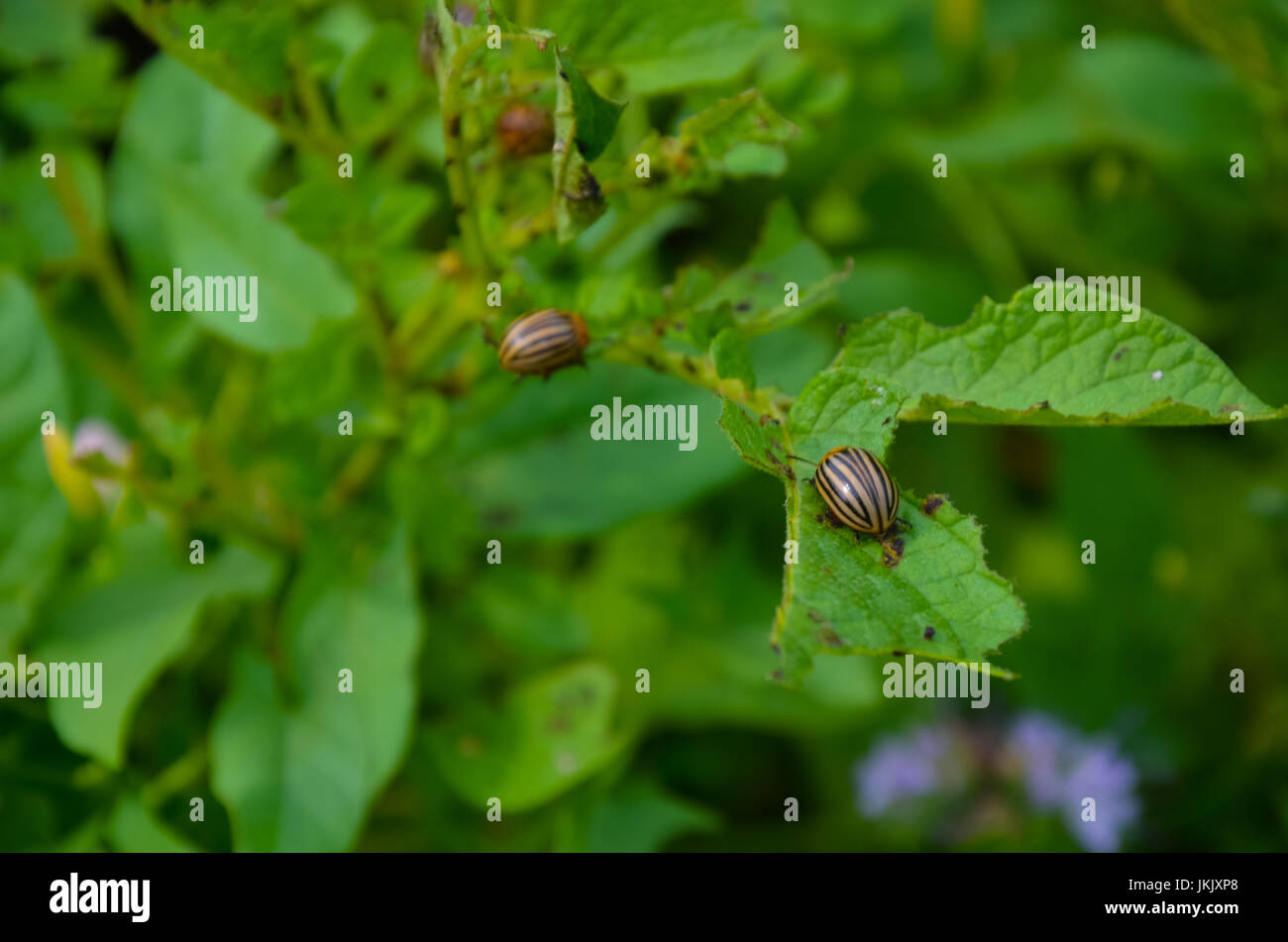 The red colorado beetle's larva feeding Stock Photo - Alamy